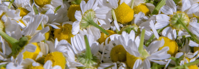 Blog - Oshala Farm