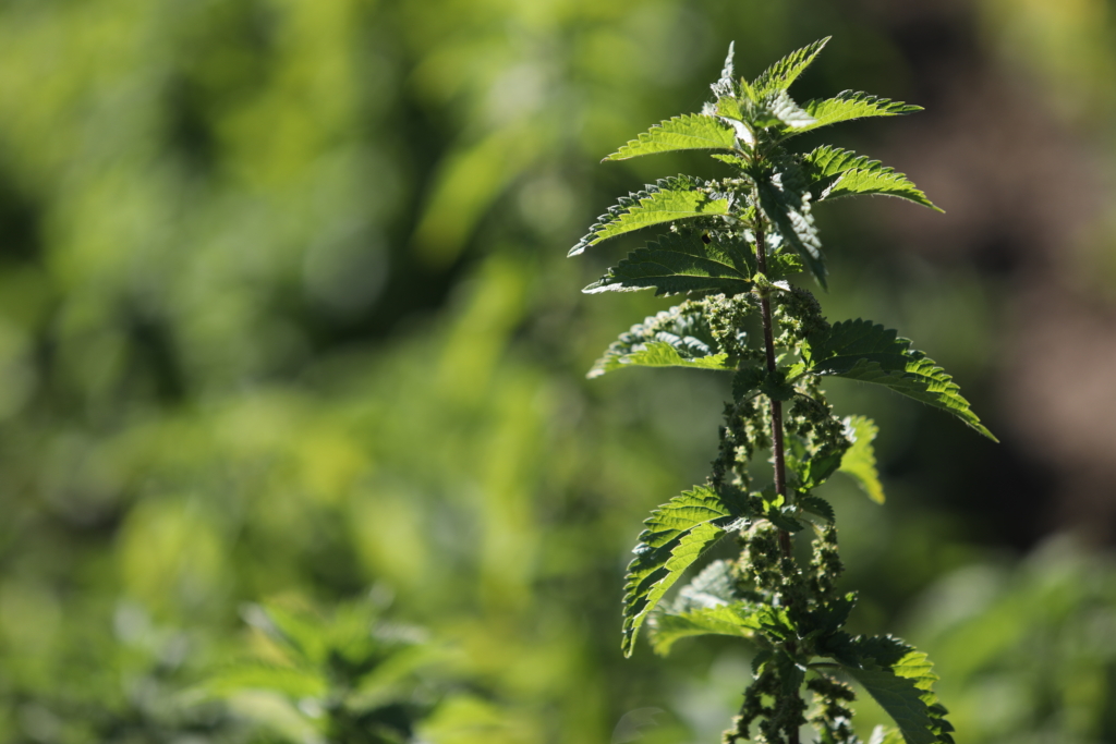 Spring Nettle Vinegar Recipe - Oshala Farm