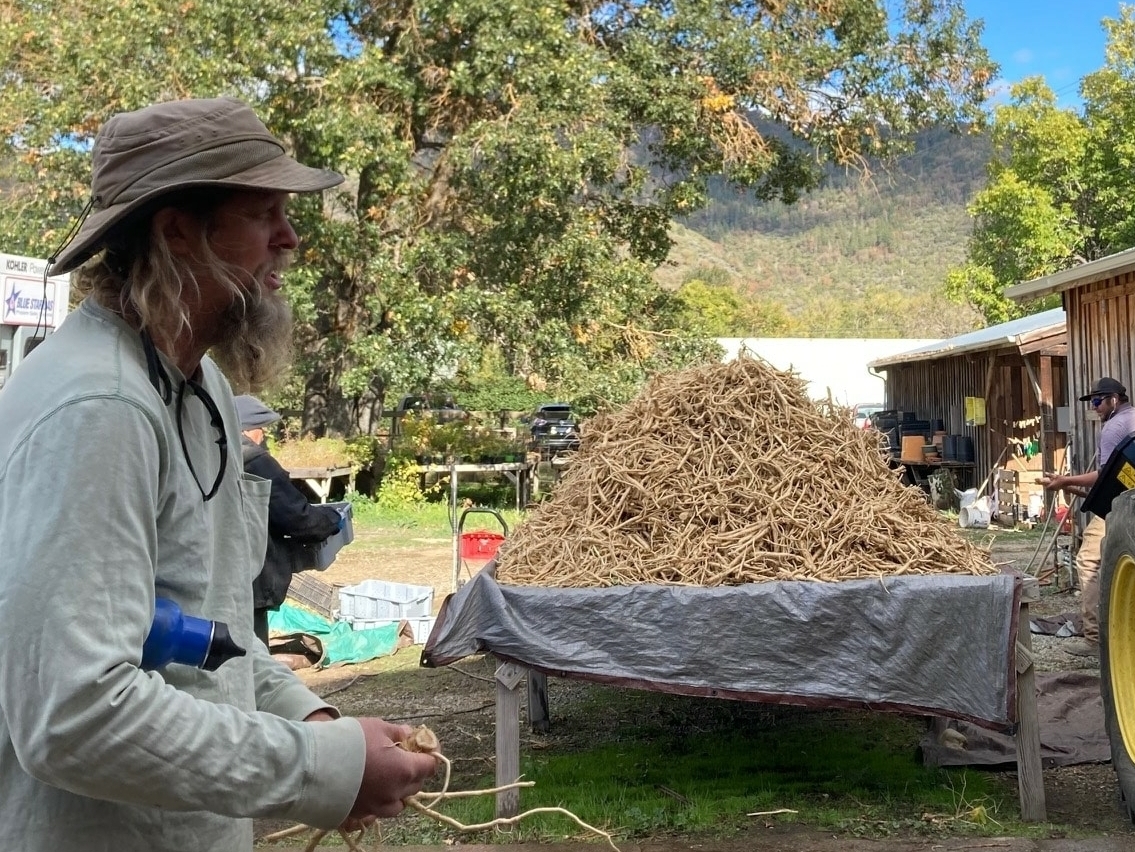 The best time to harvest medicinal herbs is in the fall