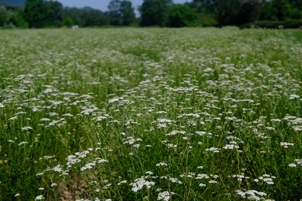 DIY Yarrow Salve Recipe - Oshala Farm